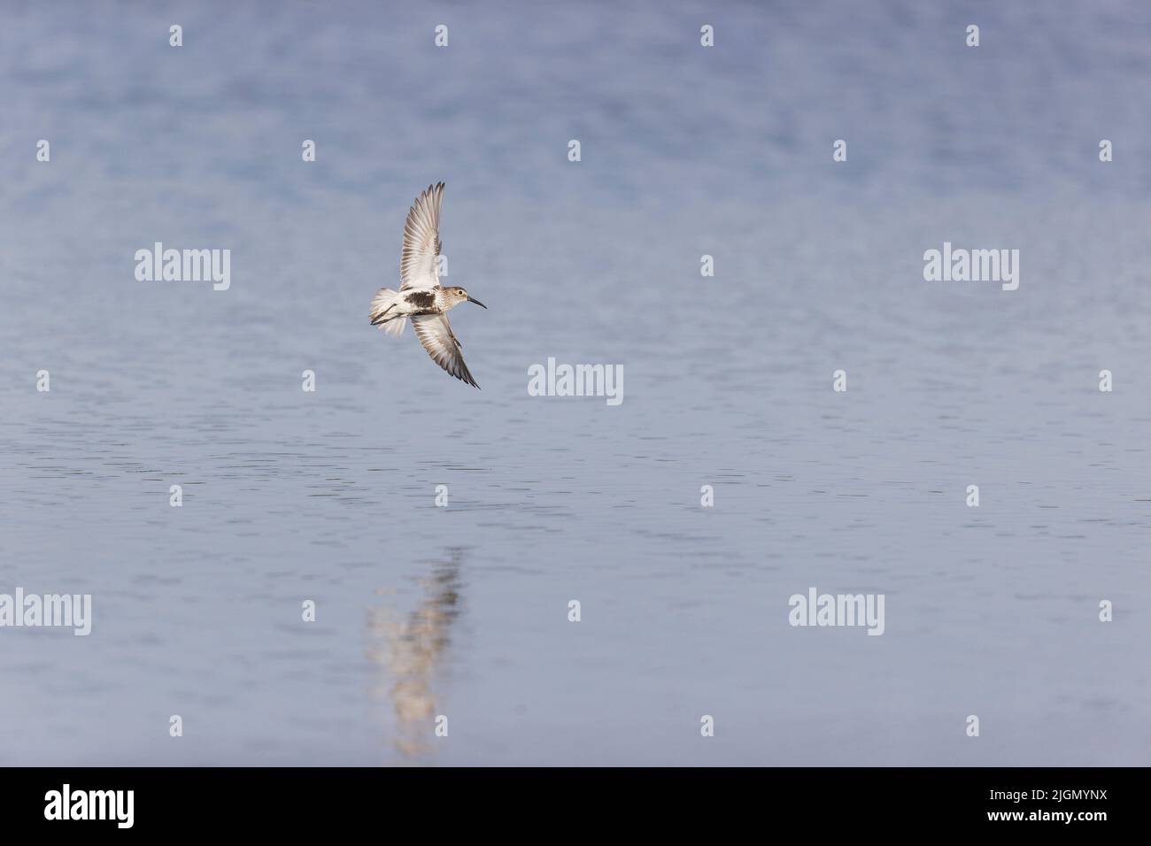Dunlin breeding plumage flight hi-res stock photography and images - Alamy