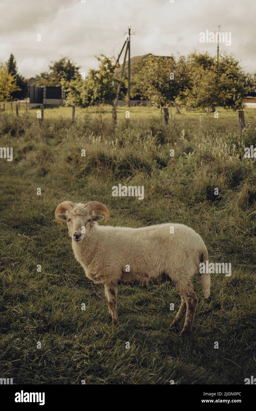 Cute ram with round horns grazing in the field Stock Photo - Alamy