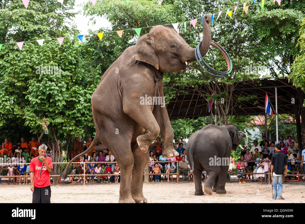 Elephant village, elephant show, loop game, performance, Surin, Isan ...