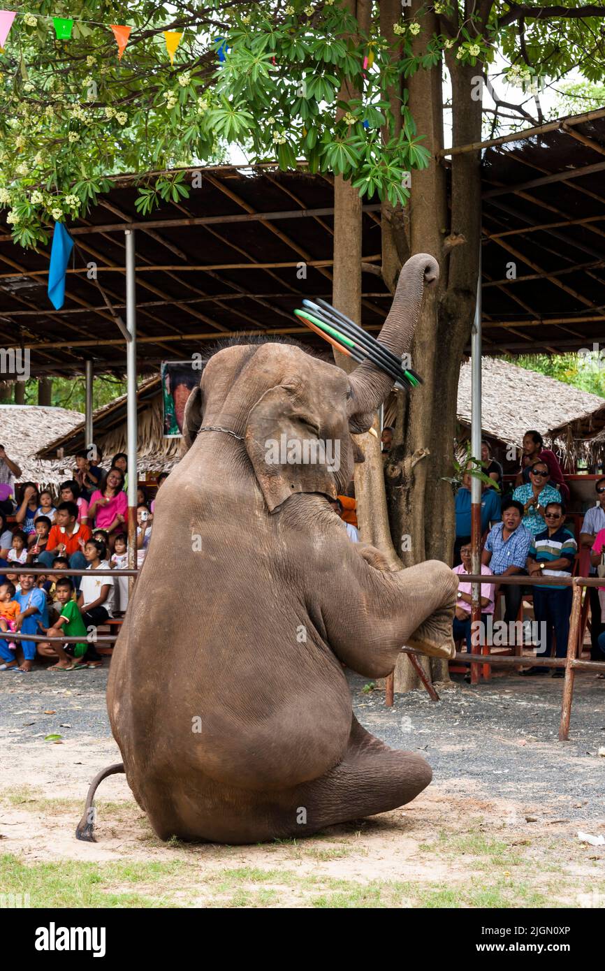 Elephant village, elephant show, loop game, performance, Surin, Isan ...