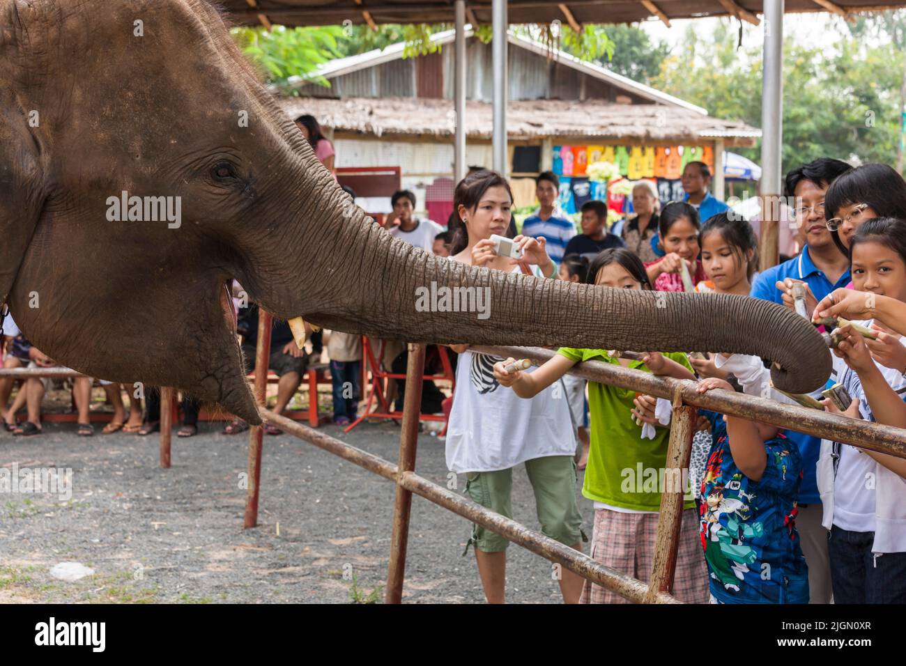 Elephant village, elephant show, performance, Surin, Isan(Isaan ...