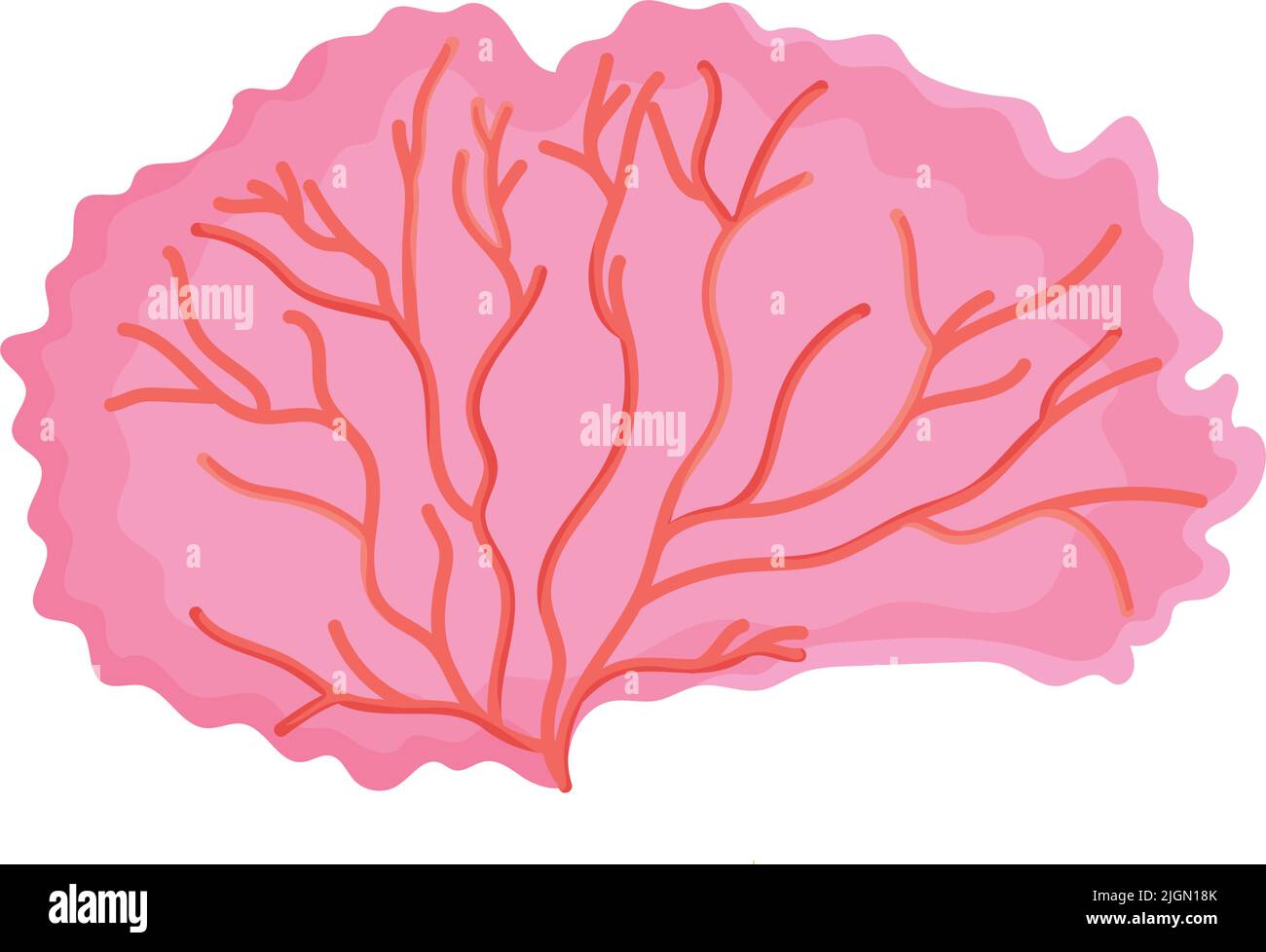 brain coral icon Stock Vector Image & Art - Alamy
