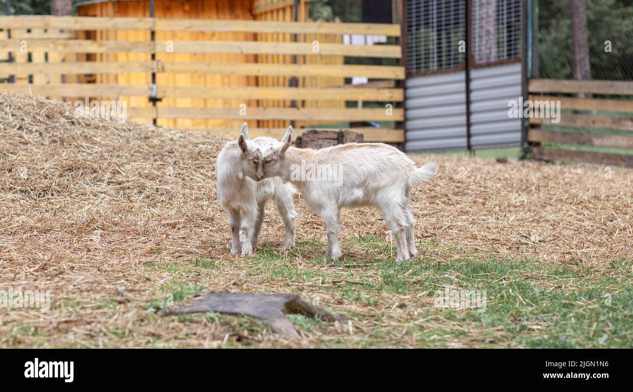 Two white little goats play with each other on the farm. Breeding goats ...
