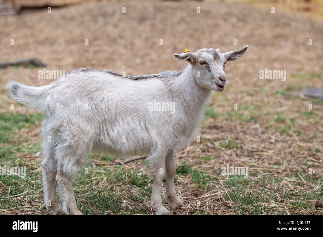 A small goat on the farm grazes and plays. Breeding goats and sheep ...