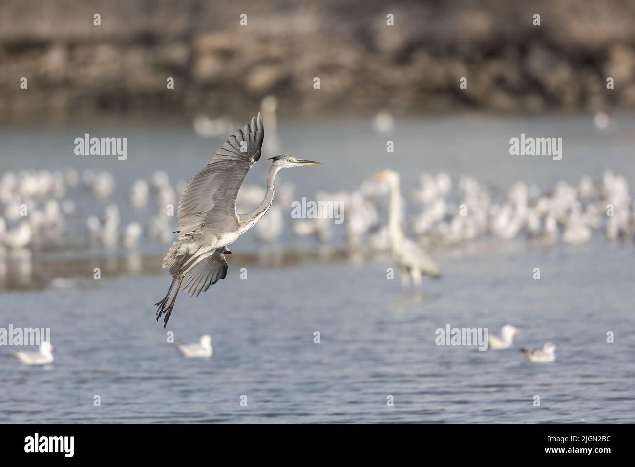 Grey Heron Flying across bird colony Stock Photo - Alamy