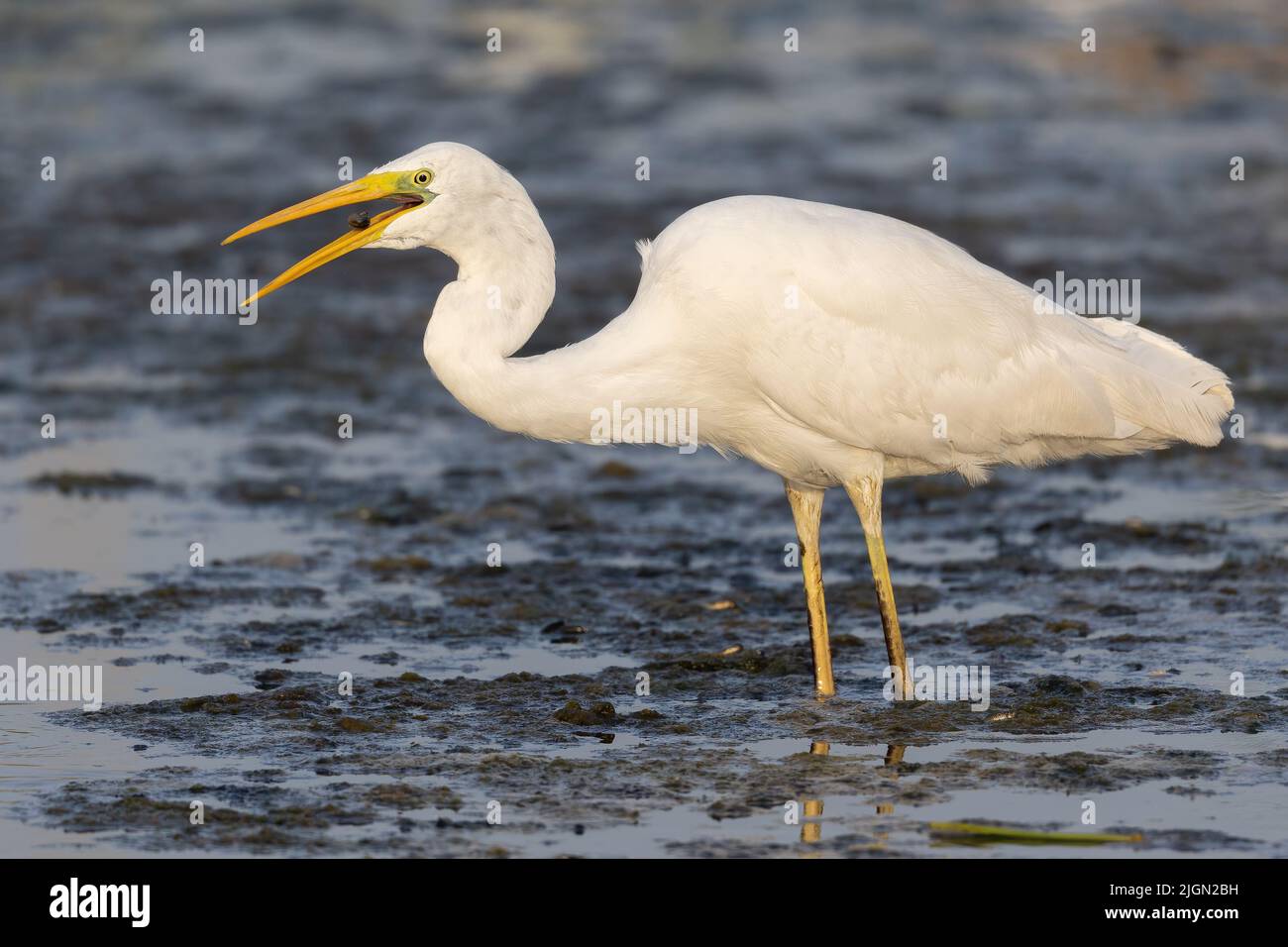 Tubli hi-res stock photography and images - Alamy