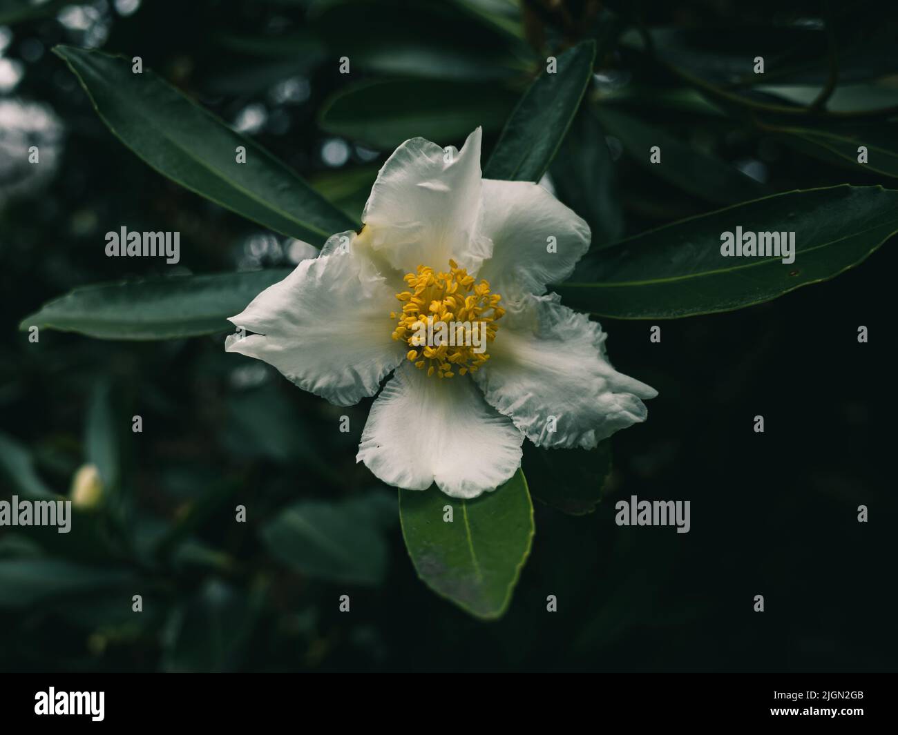 Genus theaceae hi-res stock photography and images - Alamy