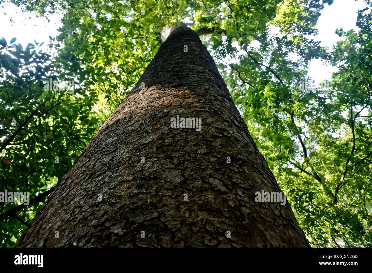 Pohon khaya hi-res stock photography and images - Alamy