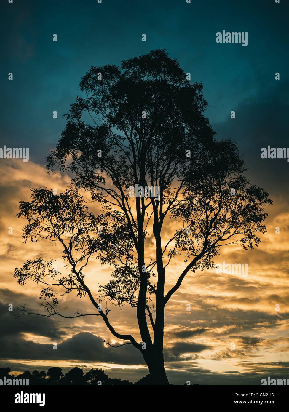 Tree silhouette beautiful clouds hi-res stock photography and images ...