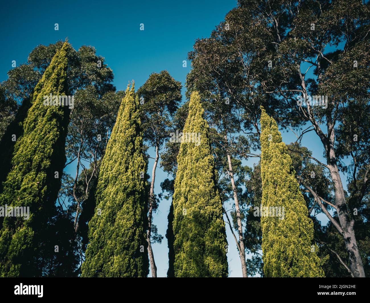 Nature park trees hi-res stock photography and images - Alamy