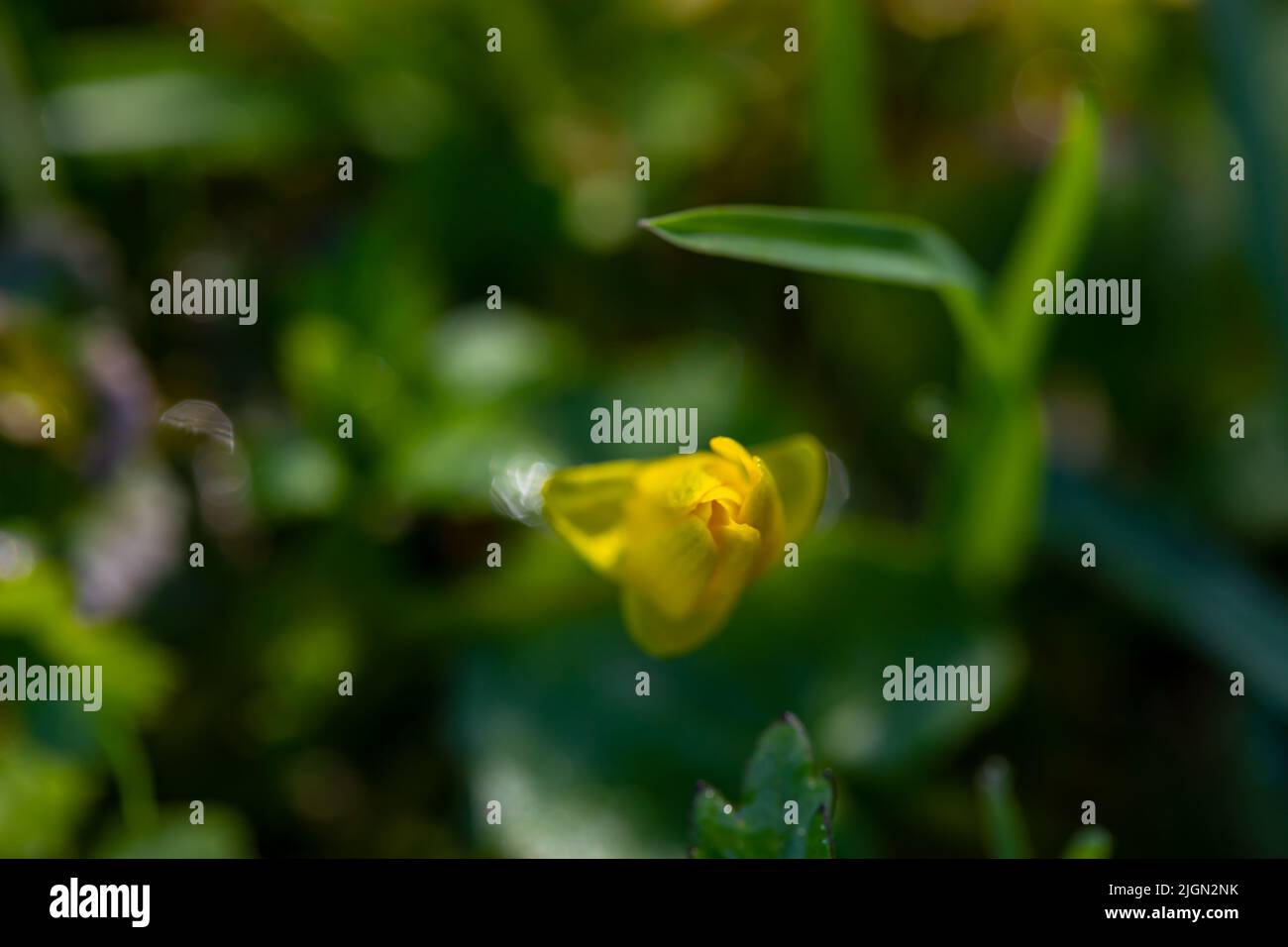 Crocus verna hi-res stock photography and images - Alamy