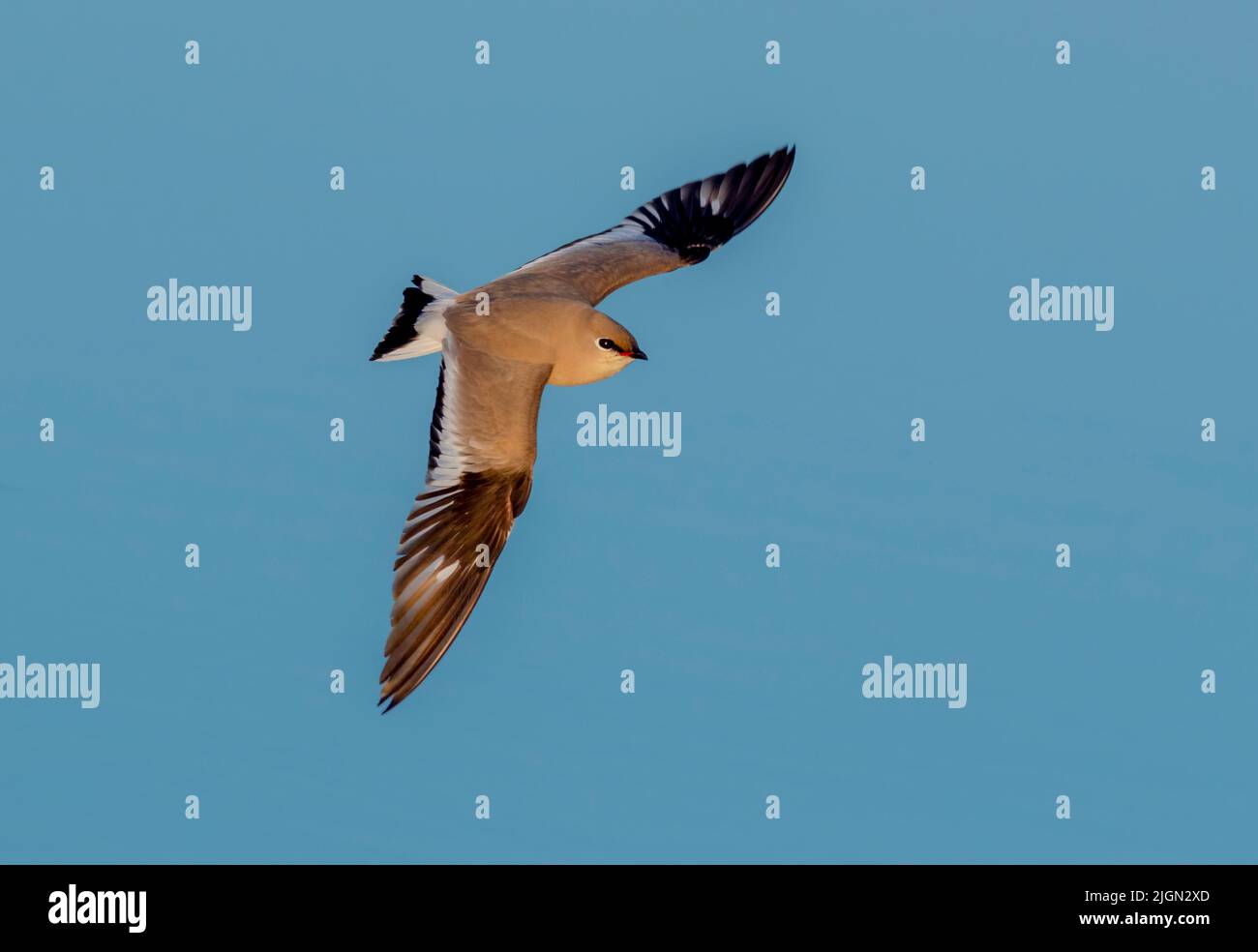 beautiful small l bird in flight The small pratincole, little ...