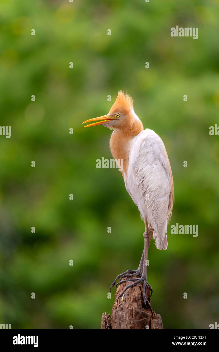beautiful portraits of cattle egret in breeding plumage, The cattle ...