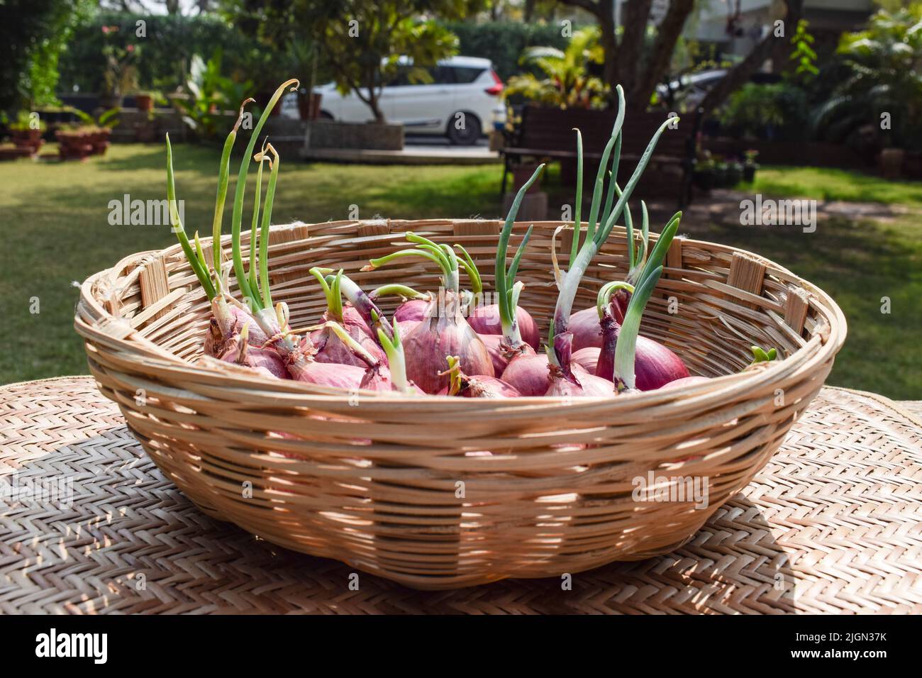 Sprouting Onion vegetable in basket. purple colour color Onions ...