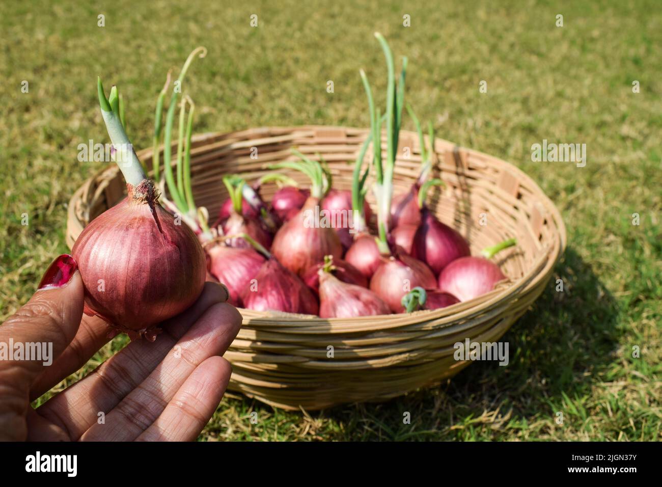 Regrow Onion Bulb