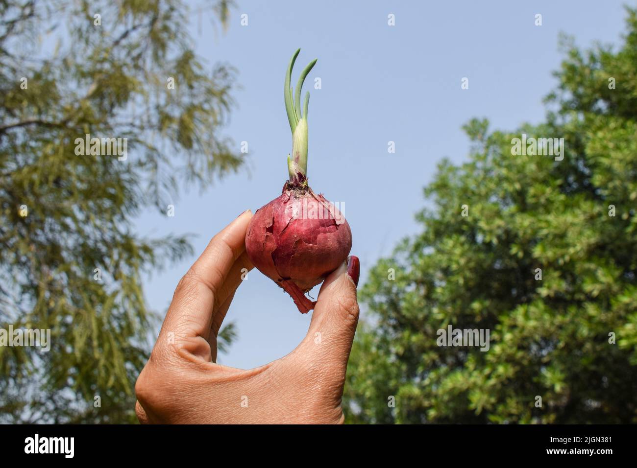 Female holding Sprouting Onion . purple colour color Onions germinated ...
