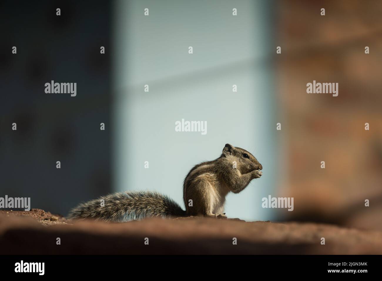 little squirrel on three color background Stock Photo - Alamy