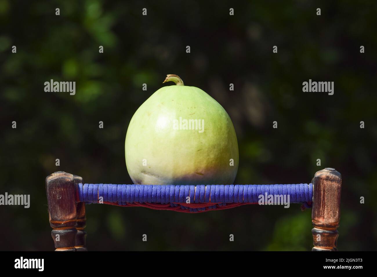 Lauki hi-res stock photography and images - Alamy
