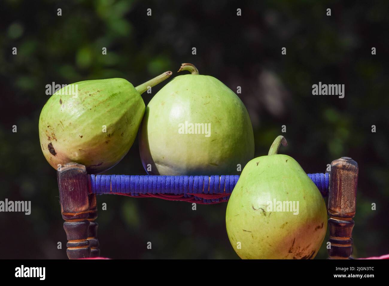 Round, elongated pear shaped Bottle gourd vegetable. Freshly harvested ...
