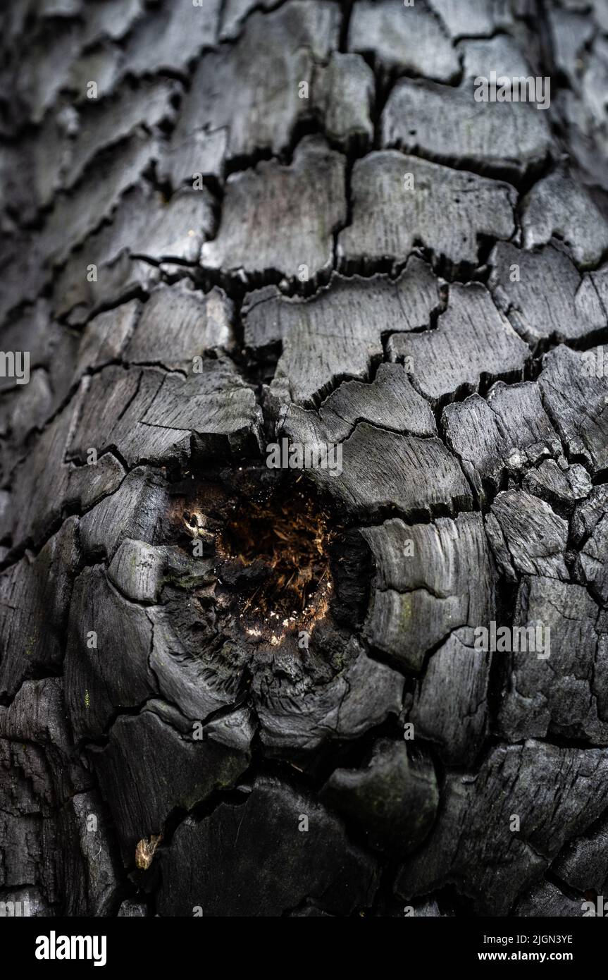 charcoal structure from burnt forest Stock Photo - Alamy