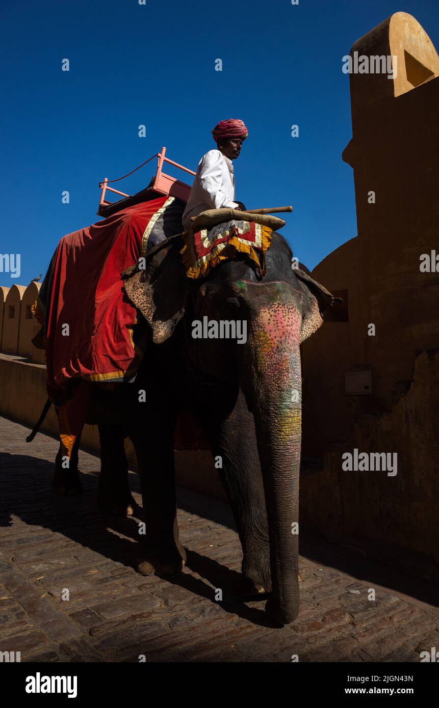 colourful elephant with rider Stock Photo - Alamy