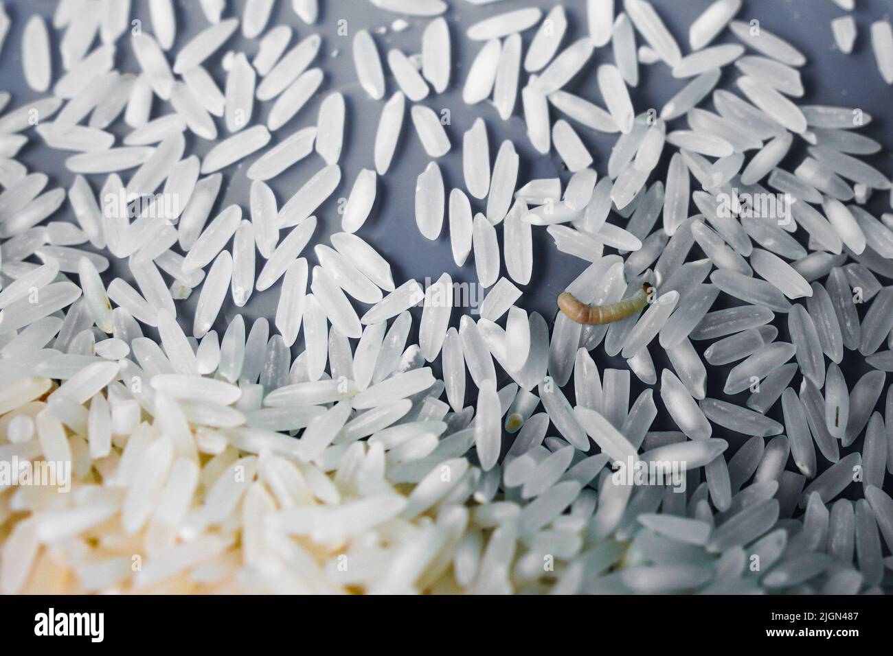 Flour moth hi-res stock photography and images - Alamy