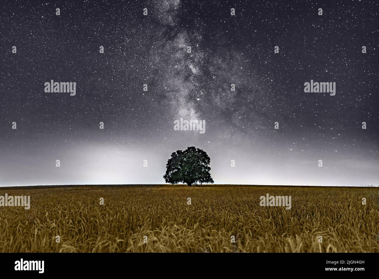Old oak tree in a wheat field at night Stock Photo - Alamy