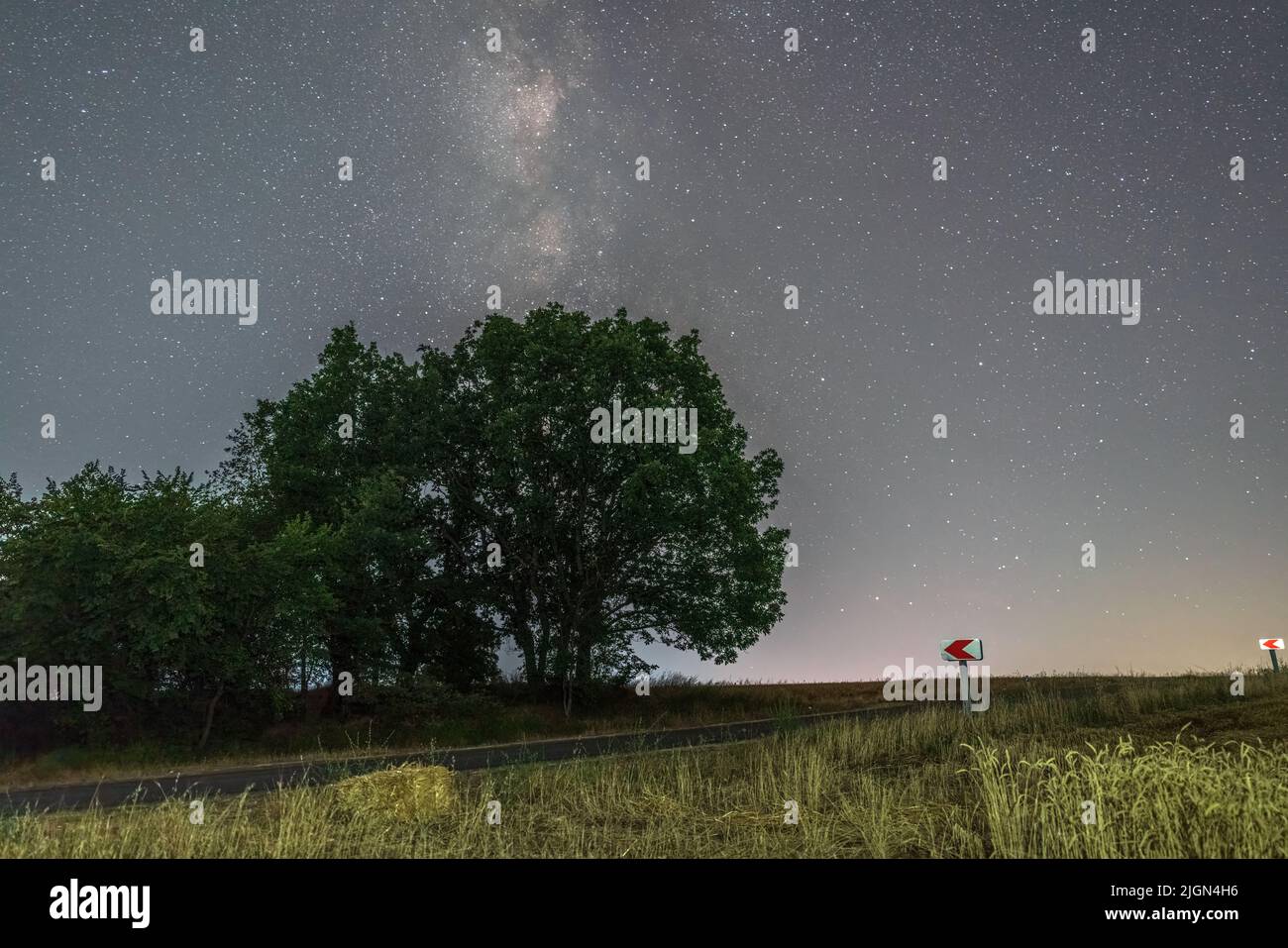 Old oak tree at night by road Stock Photo - Alamy