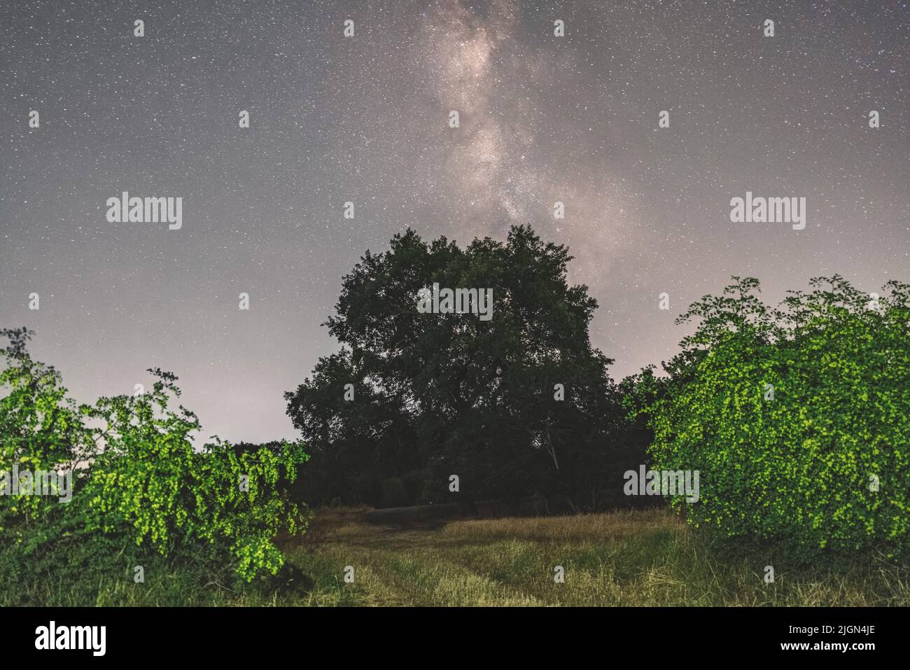 Old oak tree at night Stock Photo - Alamy