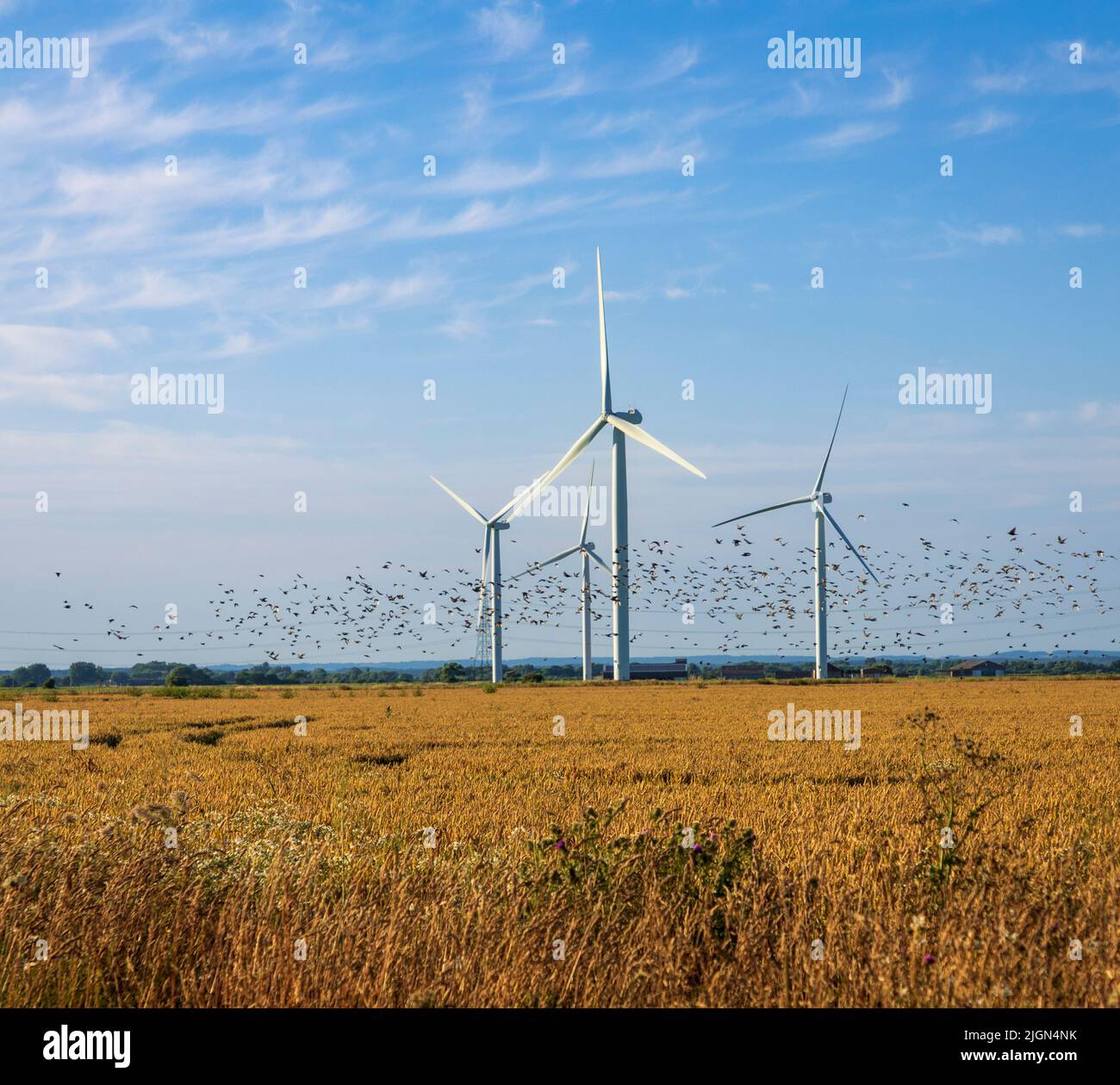 Flock of birds flying under the turbines of Little Cheyne Court wind ...