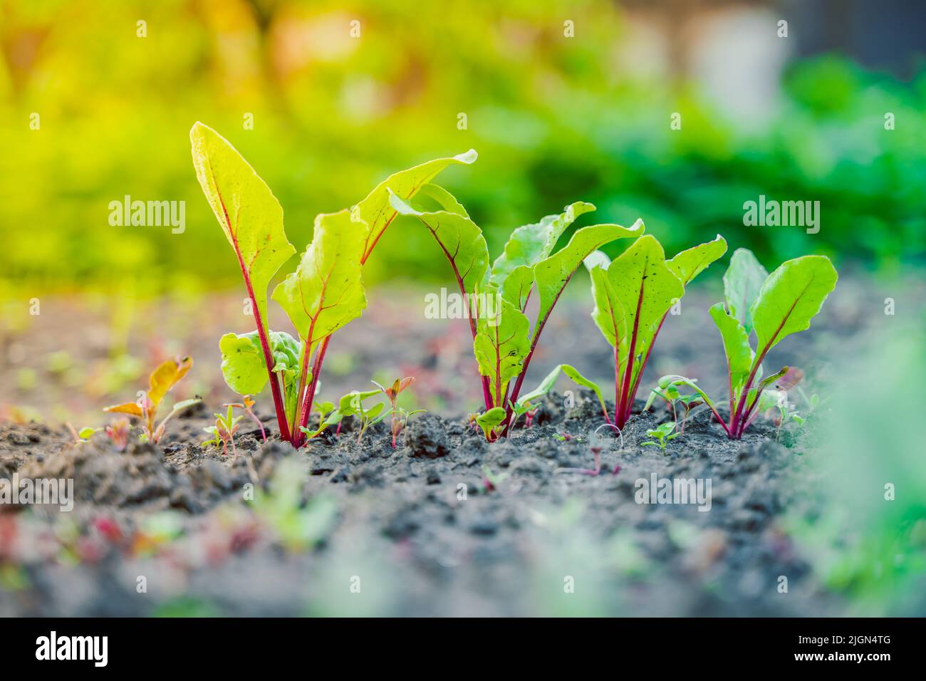 Close-up beetroot leaves grow in the soil in a garden bed. Pleasant ...