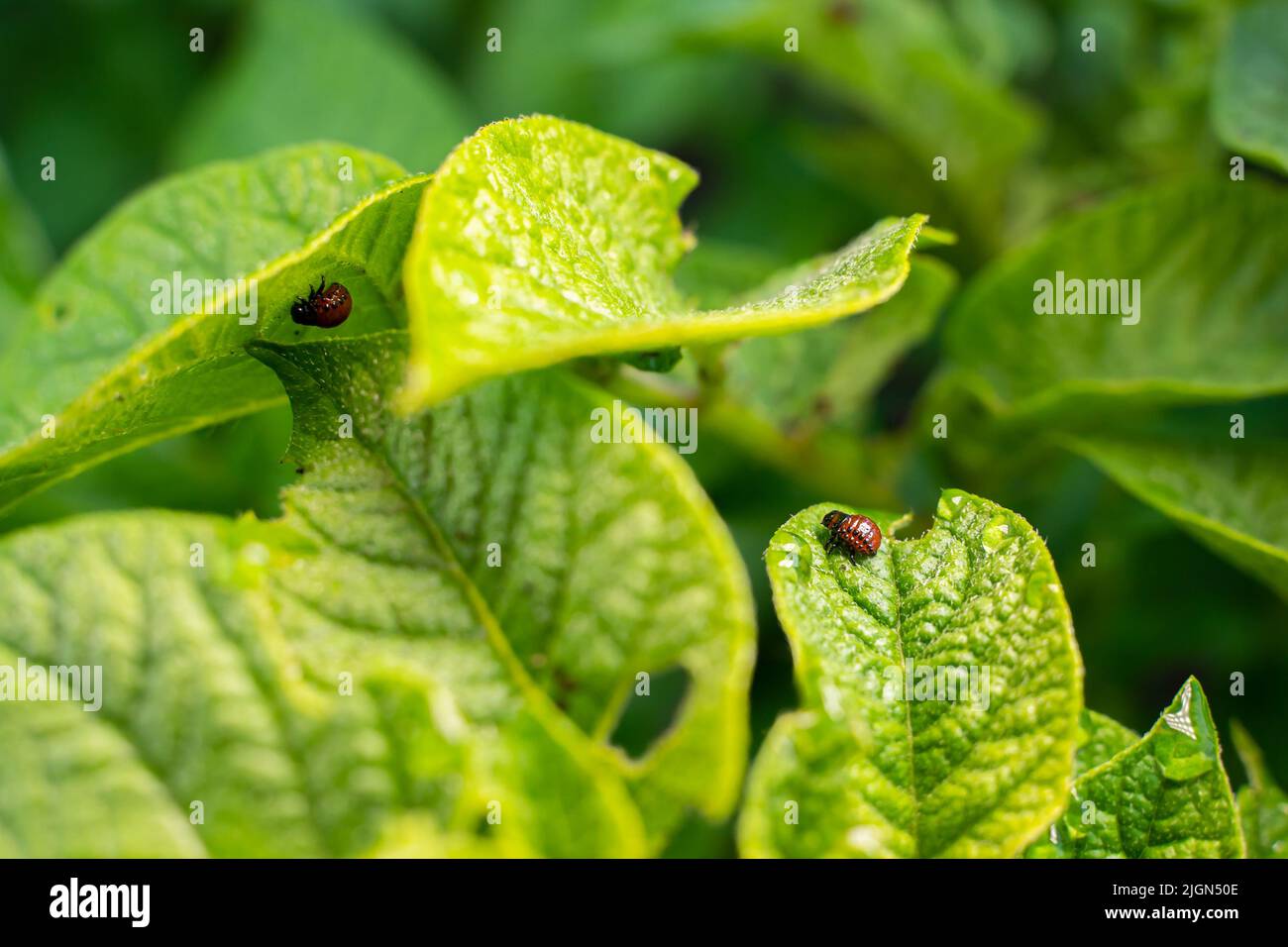 Colorado potato beetle larvae eating a young potato sprout close-up ...
