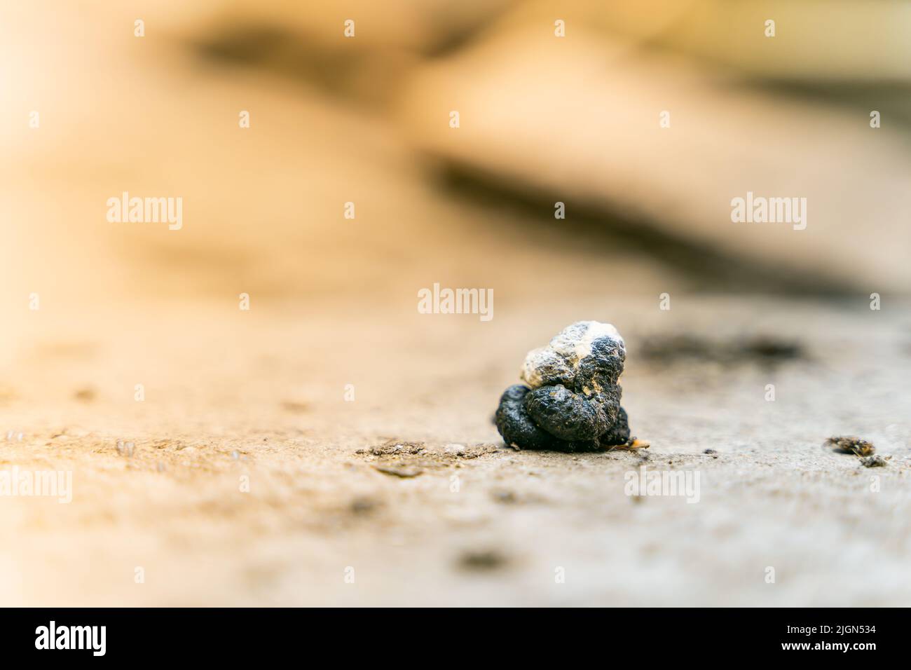 Chicken feces close up with blurred background Stock Photo - Alamy