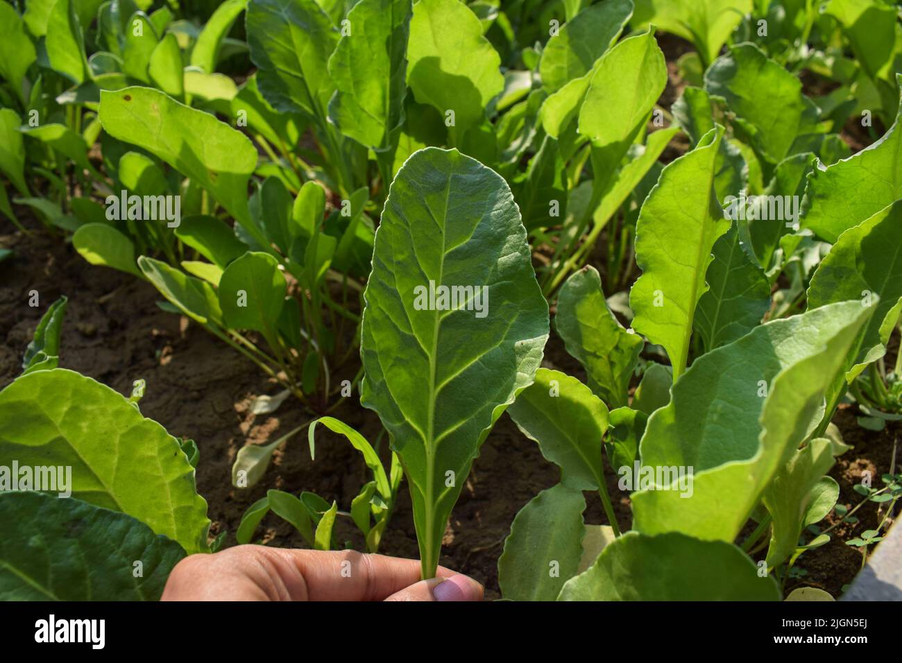 Female Plucking Fresh Growing Green Leafy Vegetable Spinach Or Palak