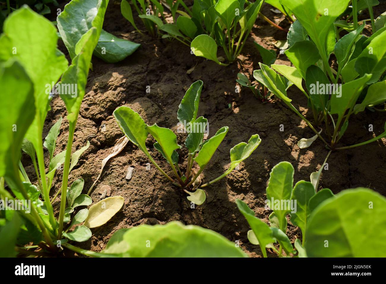 Fresh Growing Green Leafy Vegetable Spinach Or Palak Leaves Farming