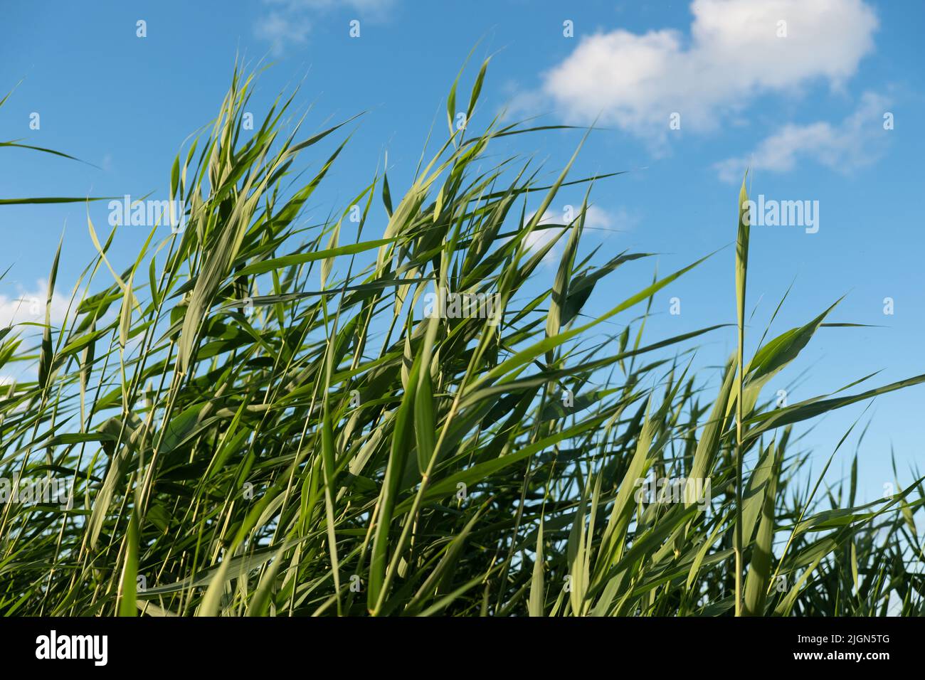 Beautiful nature background scene on a beach during summer daytime ...