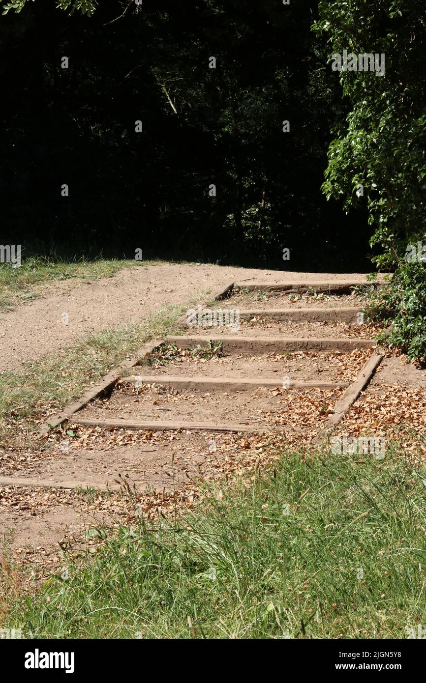 Vertical image of rustic wood edged steps in woodland setting Stock ...