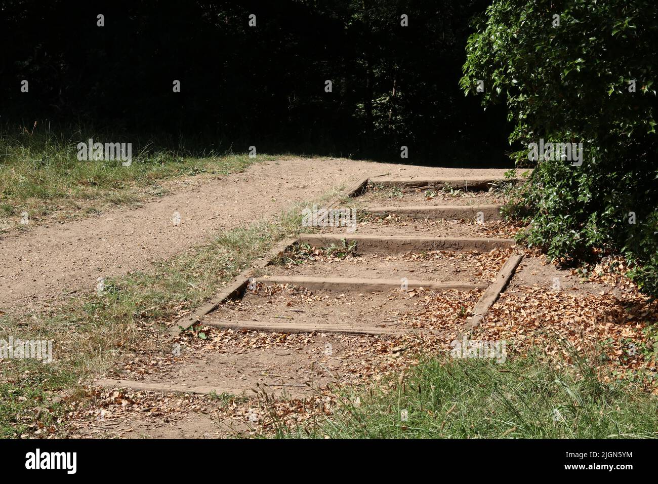Coarse rustic wood edged steps or stairs in woodland setting Stock ...