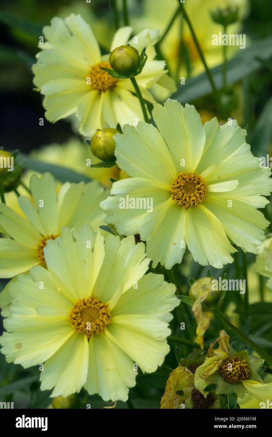 Pale yellow flowers hi-res stock photography and images - Alamy