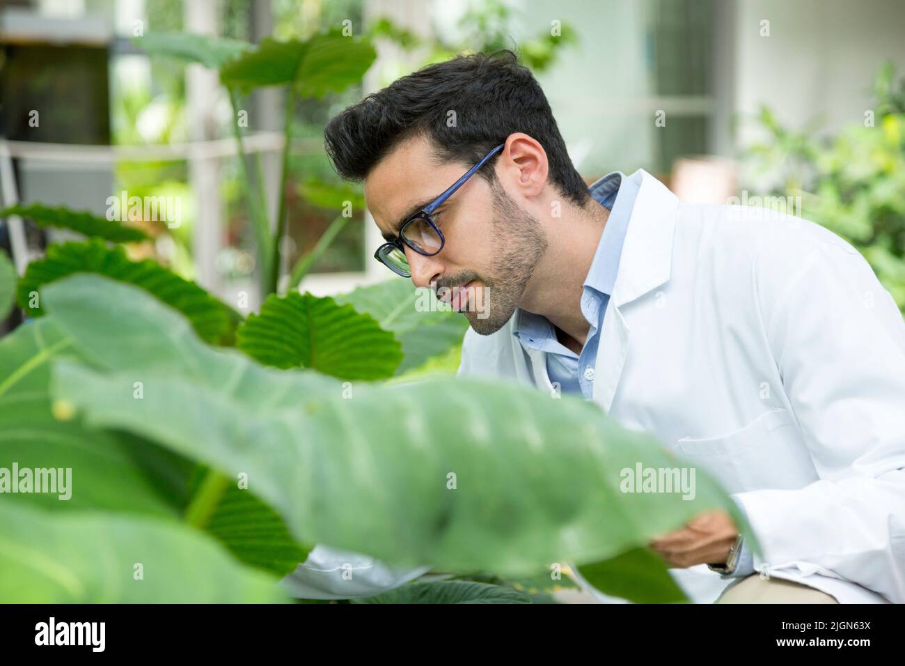 Profile of a biologist with lab coat checking plants in a greenhouse Stock Photo - Alamy