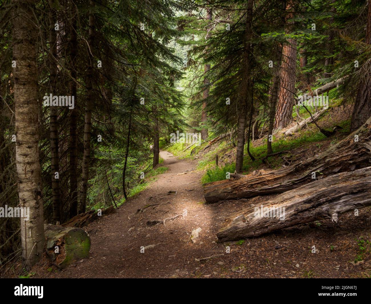 Magic forest path Stock Photo - Alamy