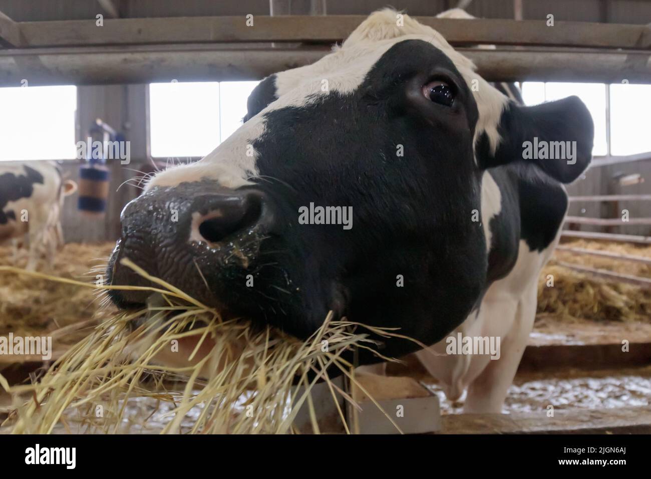 View of Dairy farm cow indoor in the shed Stock Photo - Alamy