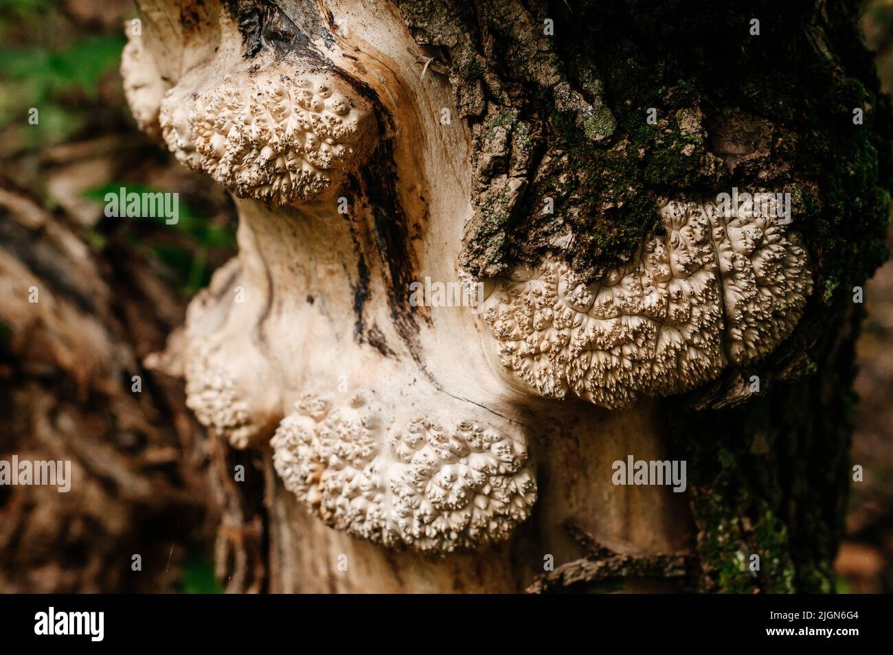 Acacia tree and cap on its bark, cap is a benign growth on the tree ...