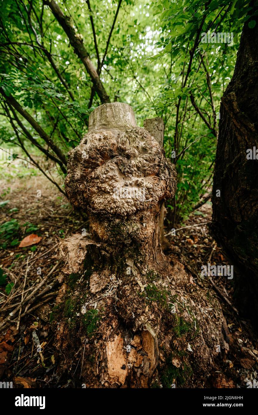 Acacia tree and cap on its bark, cap is a benign growth on the tree ...