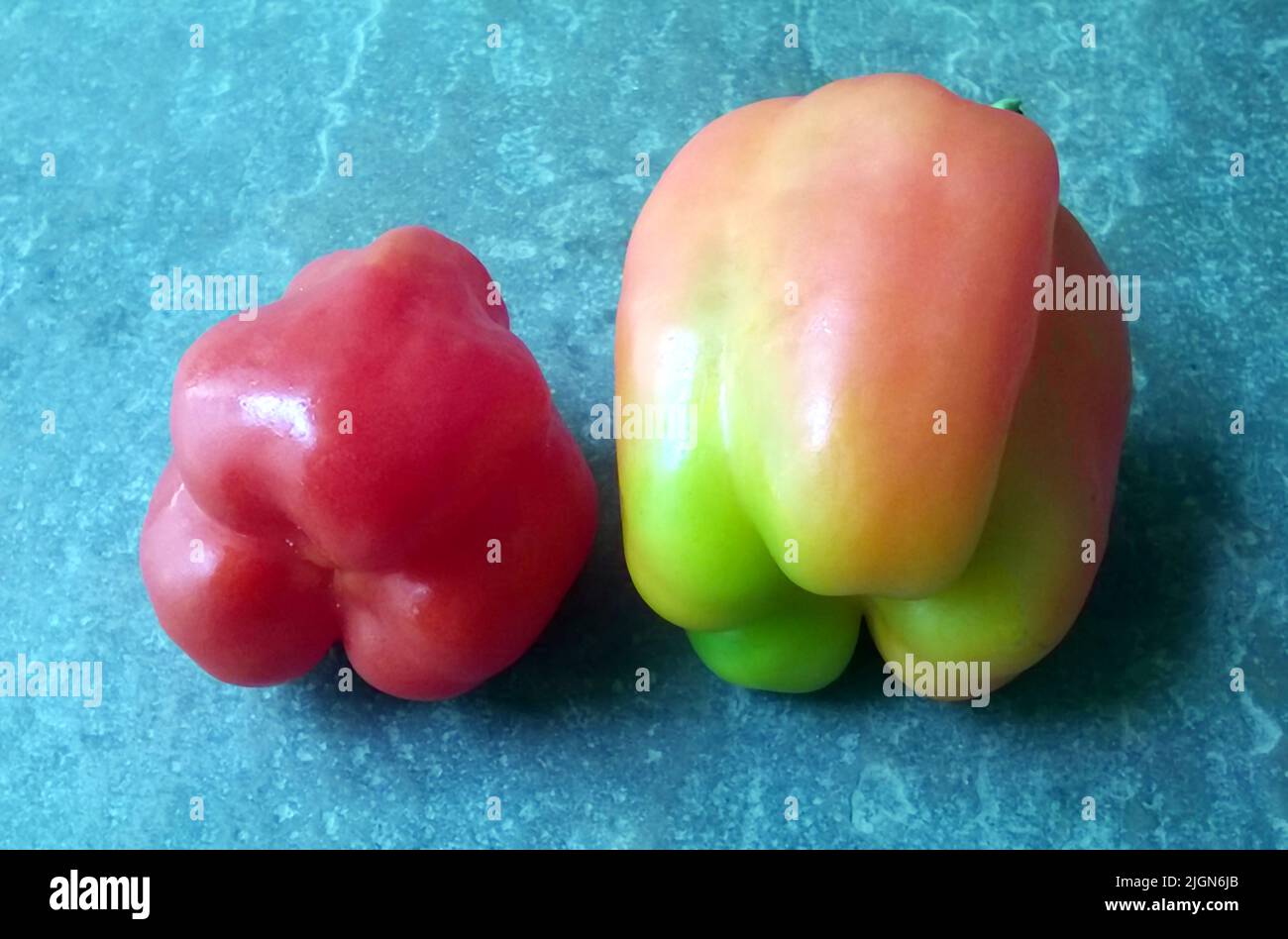 Green, red and yellow bell pepper on grey stone background. Organic ...
