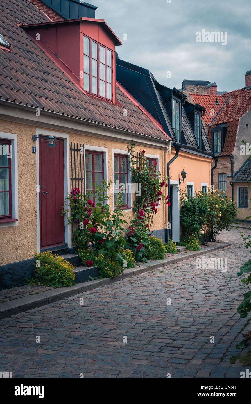 Historic facades covered in roses along a cobblestoned street in the ...