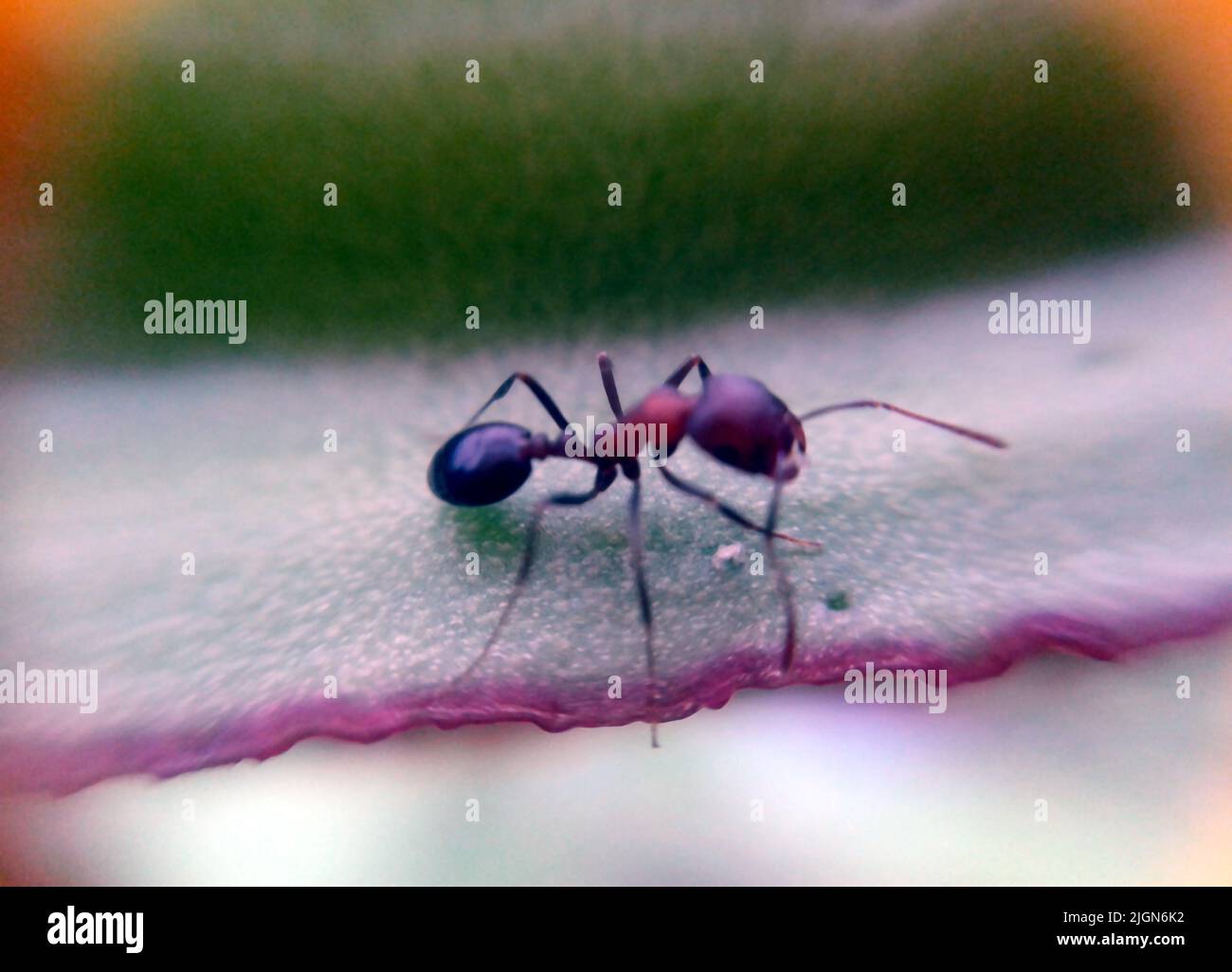 Close up ants head hi-res stock photography and images - Alamy