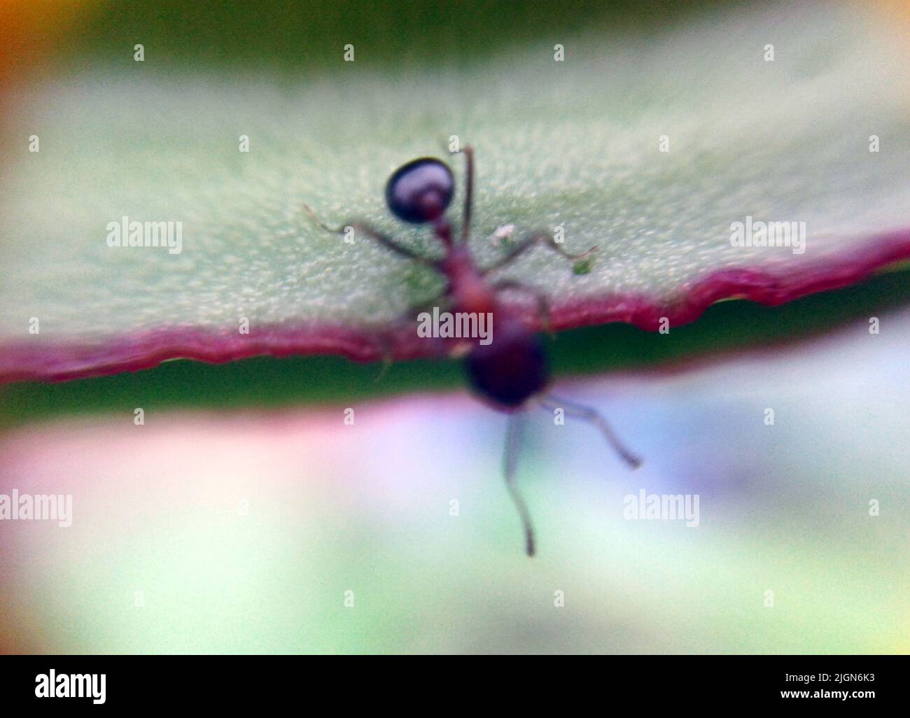 spring came, ants woke up from hibernation and began to crawl on green ...