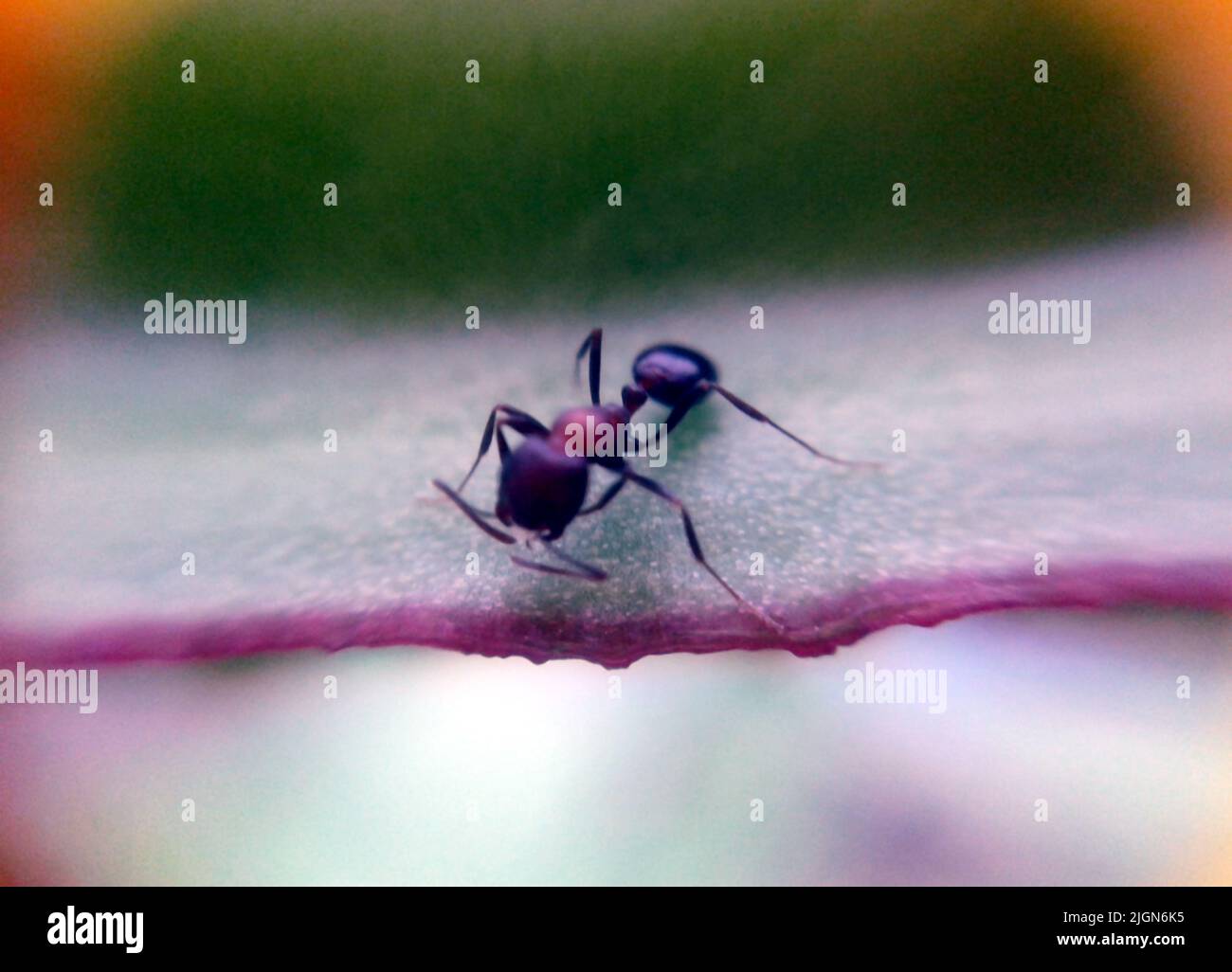 spring came, ants woke up from hibernation and began to crawl on green ...