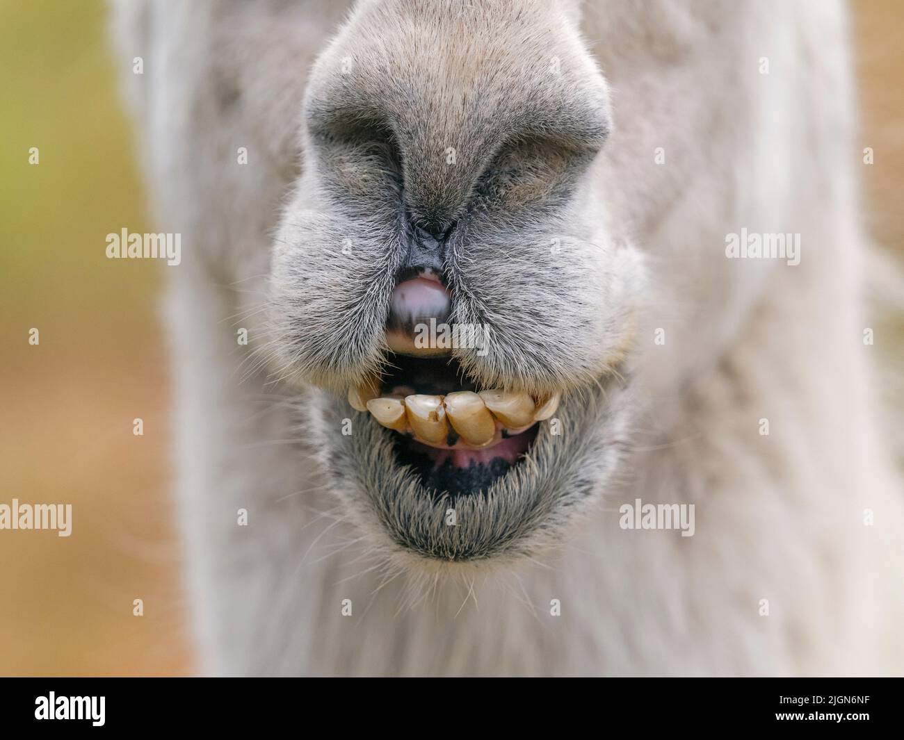 Domestic Llama Lama glama showing mouth and teeth Stock Photo - Alamy
